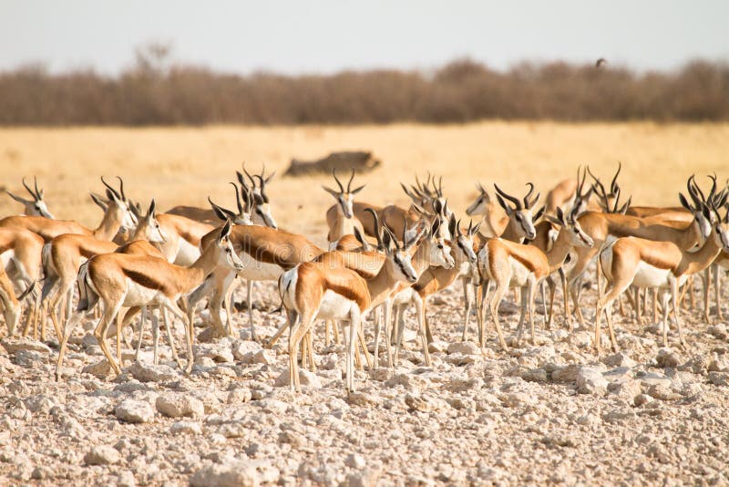 Springboks stock photo. Image of natural, ecology, closeup - 17925574