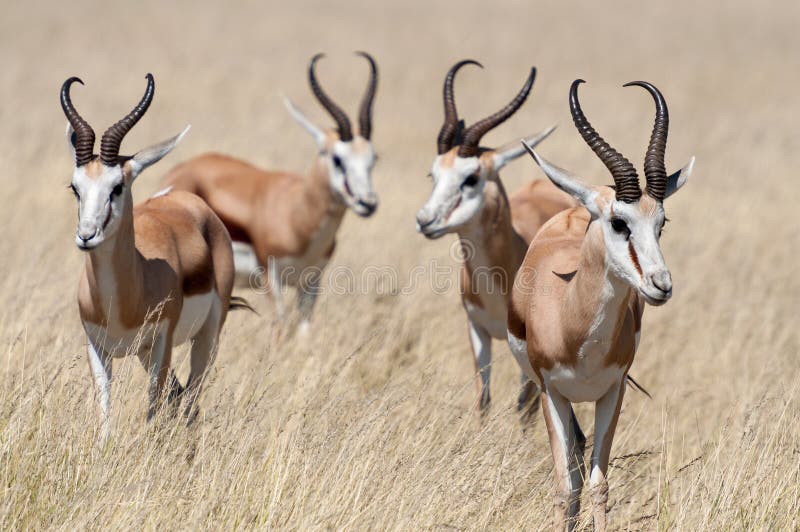Springboks in Etosha Park stock image. Image of kruger - 6314935