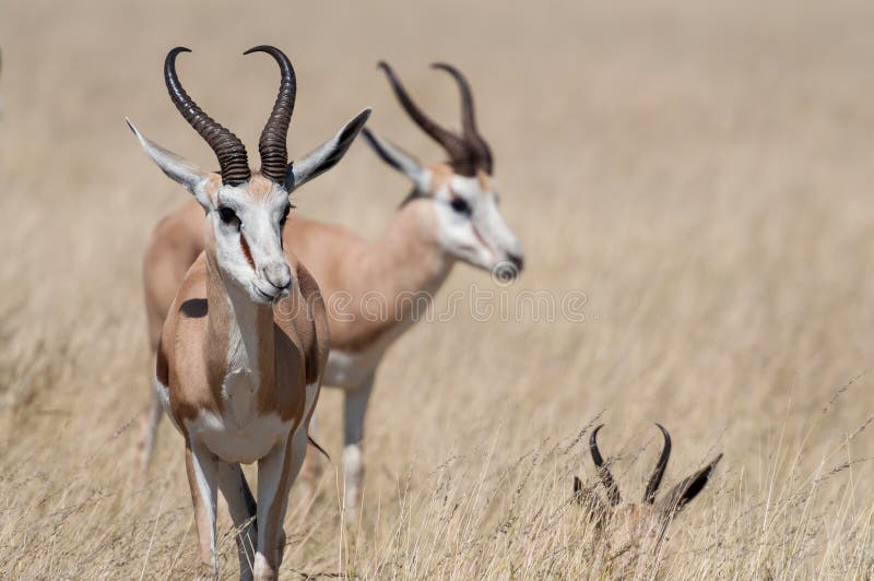 Springboks stock photo. Image of looking, nature, namibia - 29697792