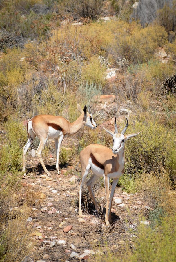 Springboks Antelope, South Africa. Stock Image - Image of africa ...