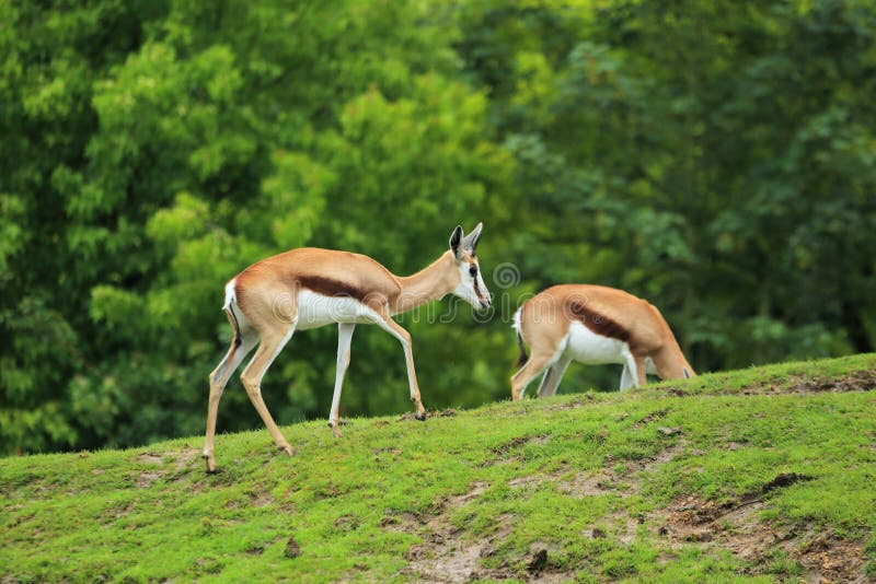 Springbok couple stock image. Image of wild, family, springbok - 22947403