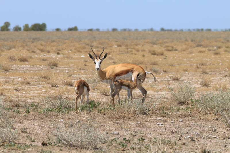 Springboks family stock photo. Image of park, solitaire - 95730514