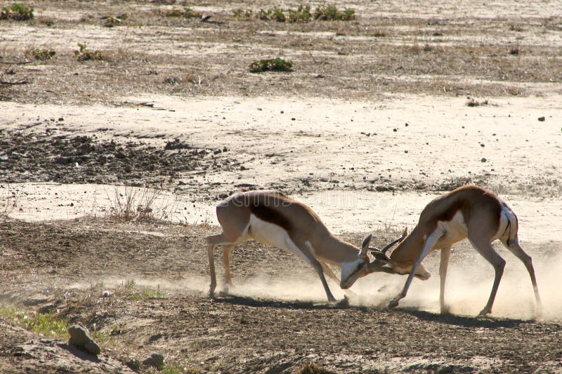 Springboks fighting stock photo. Image of fauna, natural - 39621846