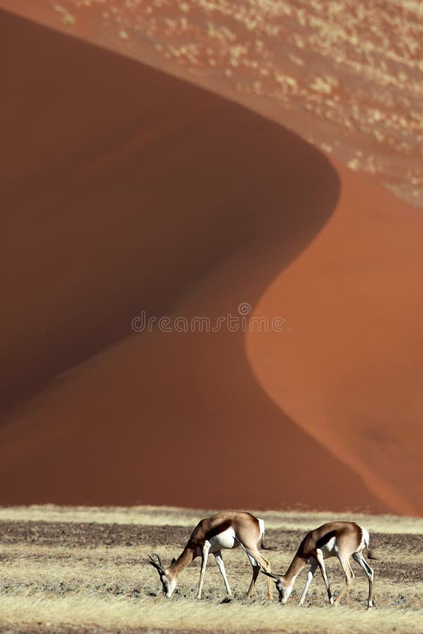 Springbok in Namib desert stock photo. Image of africa - 12061764