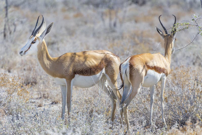 Springboks in Namibia stock photo. Image of park, reserve - 63298244