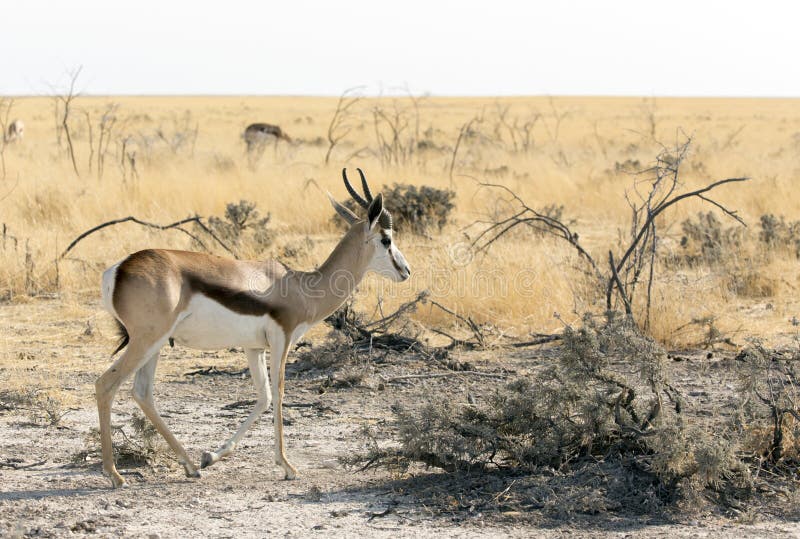 A Springboks in Namibian Savannah Stock Image - Image of national ...