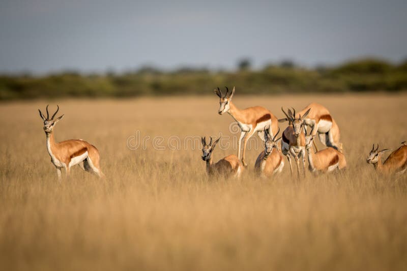 Springboks Pronking in the Central Kalahari. Stock Image - Image of ...