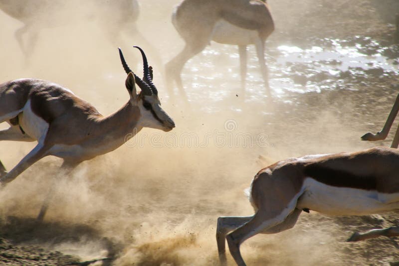 Group of Springboks stock photo. Image of safari, conservation - 39612164