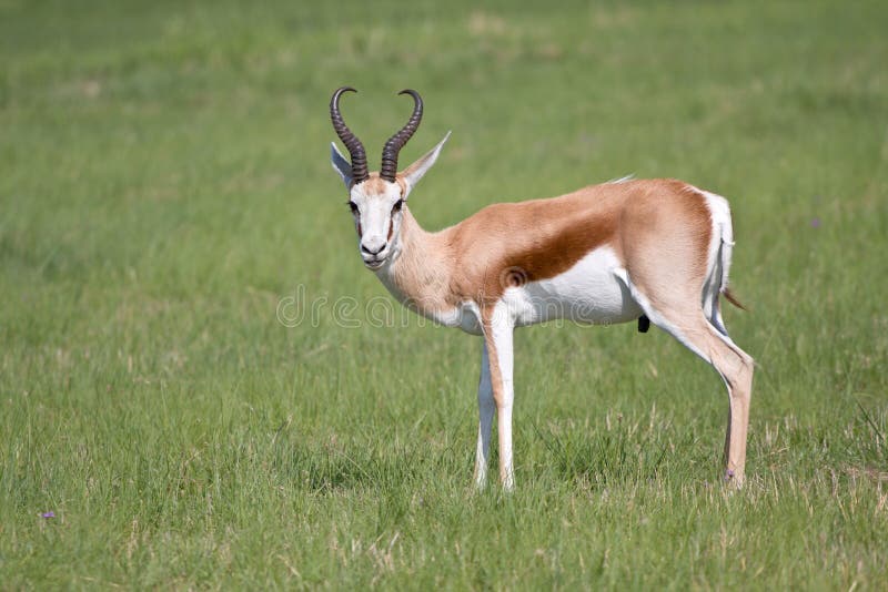 Springbuck stock image. Image of southern, mammal, nature - 12779957