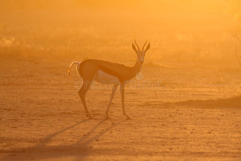 Springbuck stock photo. Image of beautiful, outdoor, conservation ...