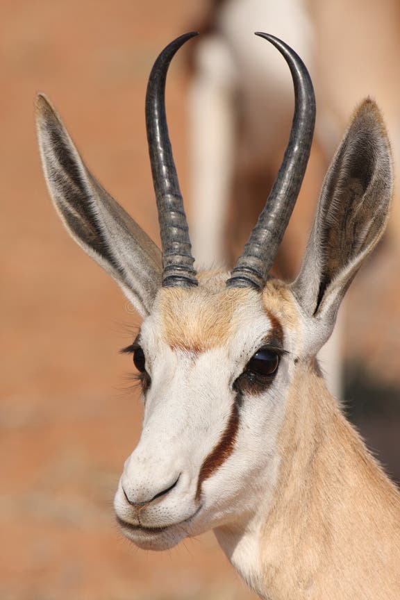 Springbuck stock photo. Image of horns, alert, nature - 13020584