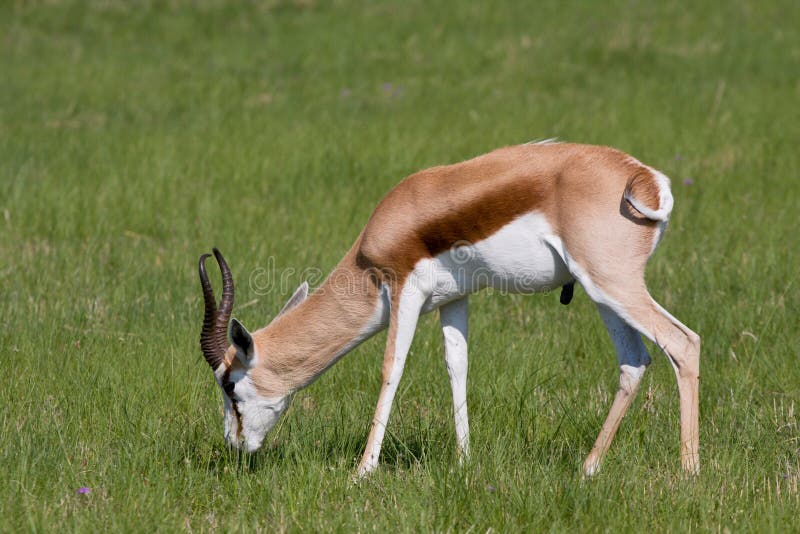Springbuck stock image. Image of outdoor, desert, fauna - 4542831