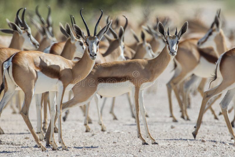 Springbuck stock photo. Image of portrait, tourism, mammal - 25645444