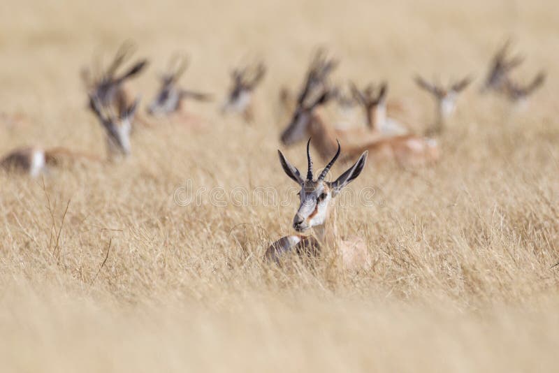 Springbuck stock image. Image of savanna, park, portrait - 25645469
