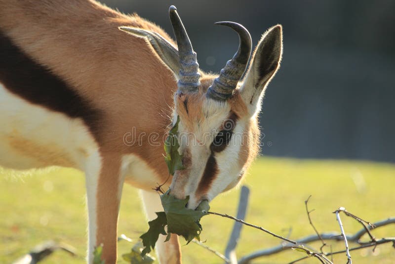 Male Springbuck/ Springbok Grazing Stock Photo - Image of nature ...