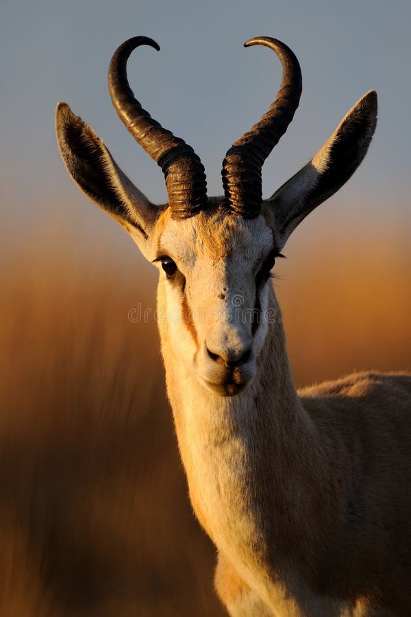 Springbuck photo stock. Image du gazelle, mammifère, adulte - 24206666