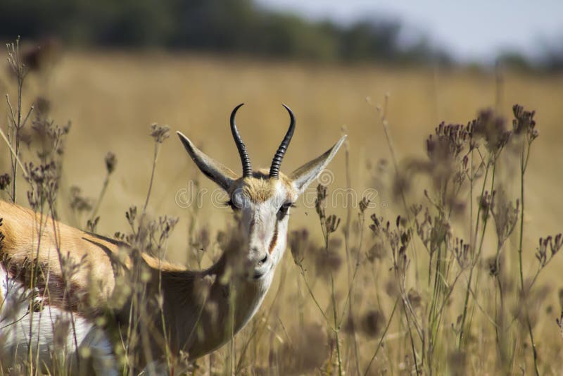 Springbuck foto de archivo. Imagen de mirando, fauna - 55250416