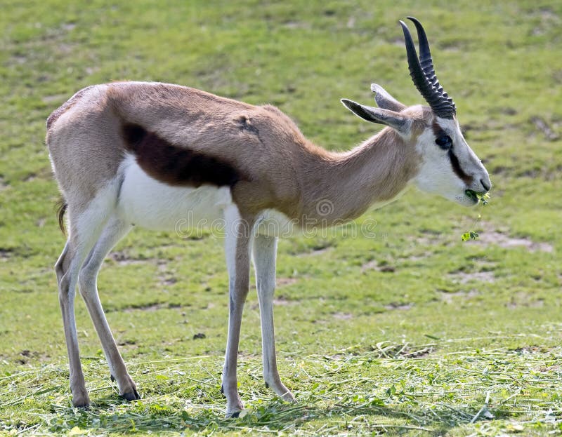 Springbuck arkivfoto. Bild av djurliv, miljö, zoologi - 55980530