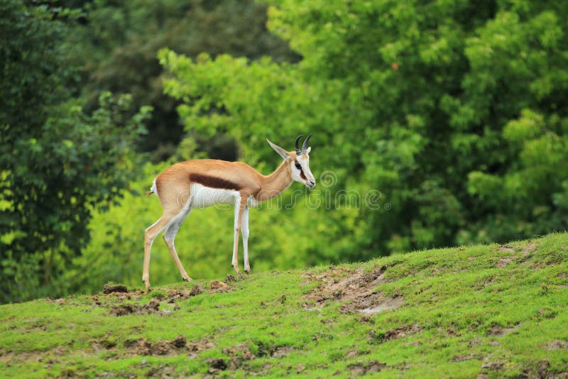 Springbuck stock photo. Image of adult, gazelle, grass - 42501840
