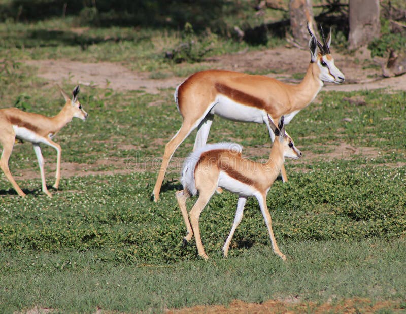 Springbuck Stock Images - Download 934 Royalty Free Photos