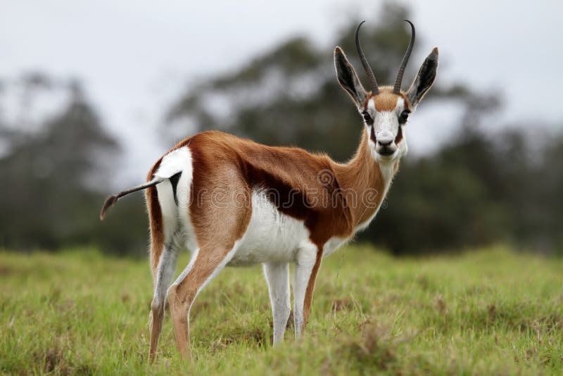 Springbok Antelope Grooming Stock Photo - Image of safari, springbok ...