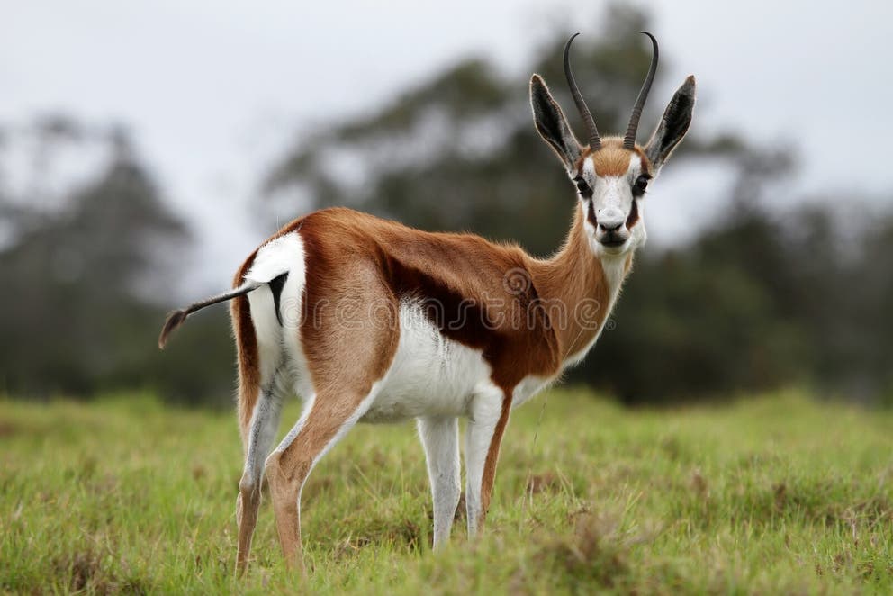 Springbuck Antelope stock image. Image of park, african - 14093811