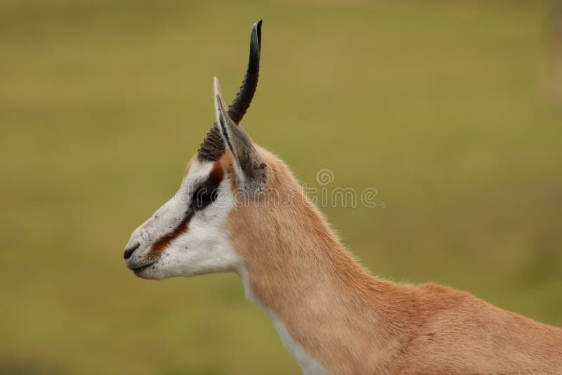 Springbuck Antelope Portrait Stock Photo - Image of national, brown ...