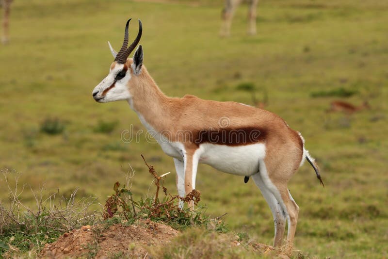Springbok Antelope Grooming Stock Photo - Image of safari, springbok ...
