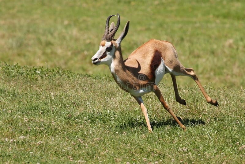 Springbuck Antelope Running Stock Image - Image of african, male: 11462171
