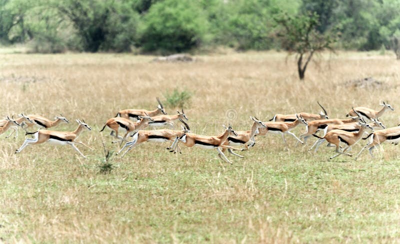 Springbuck Antelope Portrait Stock Image - Image of south, southern ...