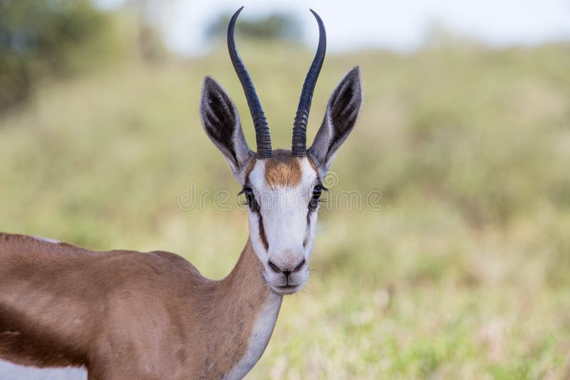 Springbok stock photo. Image of desert, brown, rain, animal - 12325812