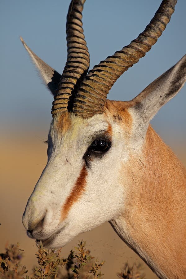 Springbok Male in Savanna Grasslands of Namibia Stock Photo - Image of ...