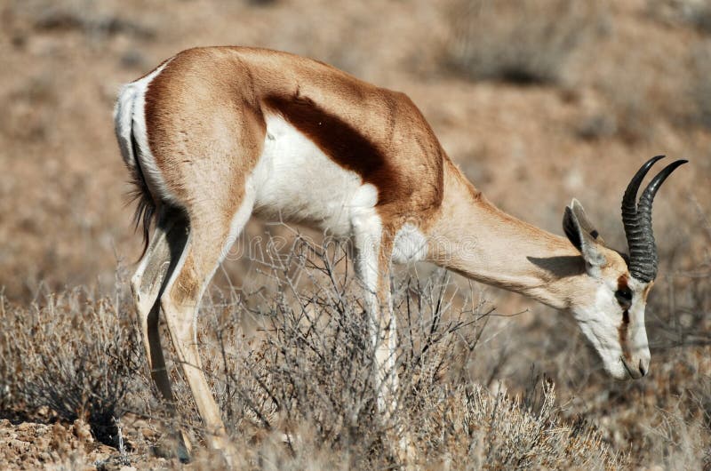 Springbuck Grazing in Desert Stock Image - Image of springbuck, grazing ...