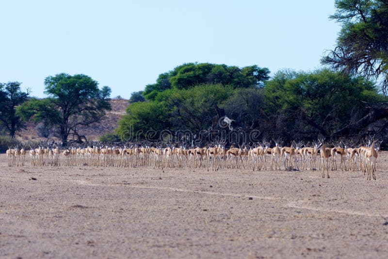 Springbuck Ram stock image. Image of view, african, hair - 108772565