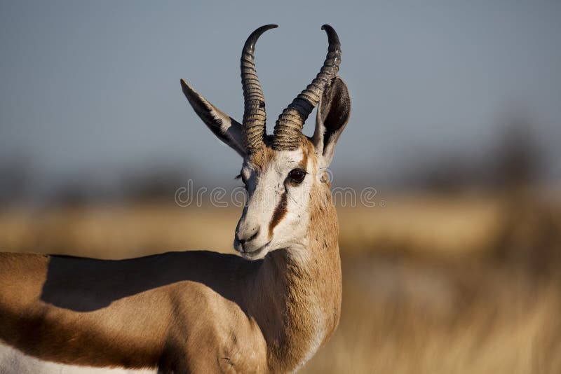 Springbok Male in Savanna Grasslands of Namibia Stock Photo - Image of ...
