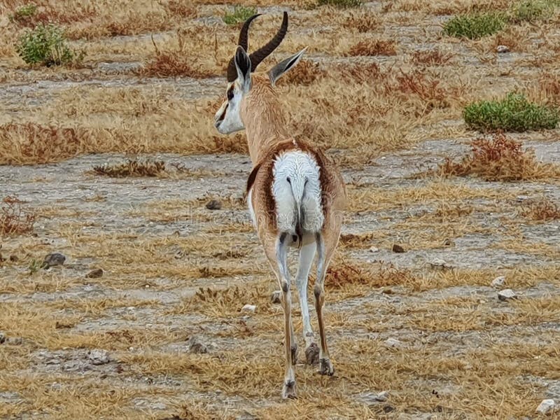 SpringBuck at Namatoni stock photo. Image of grass, steppe - 217643796