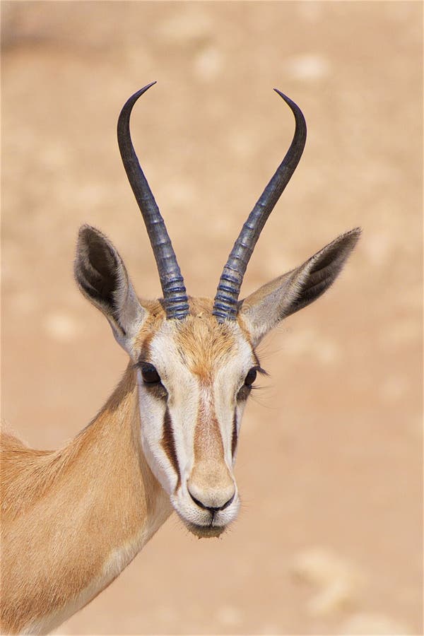 Springbuck Ram stock image. Image of view, african, hair - 108772565