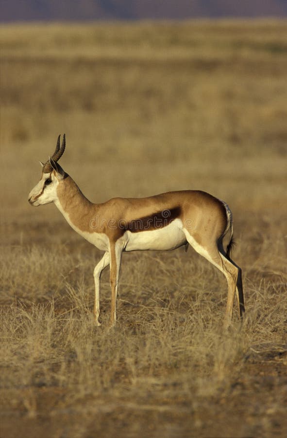 Springbuck or Springbok, Antidorcas Marsupialis Stock Photo - Image of ...