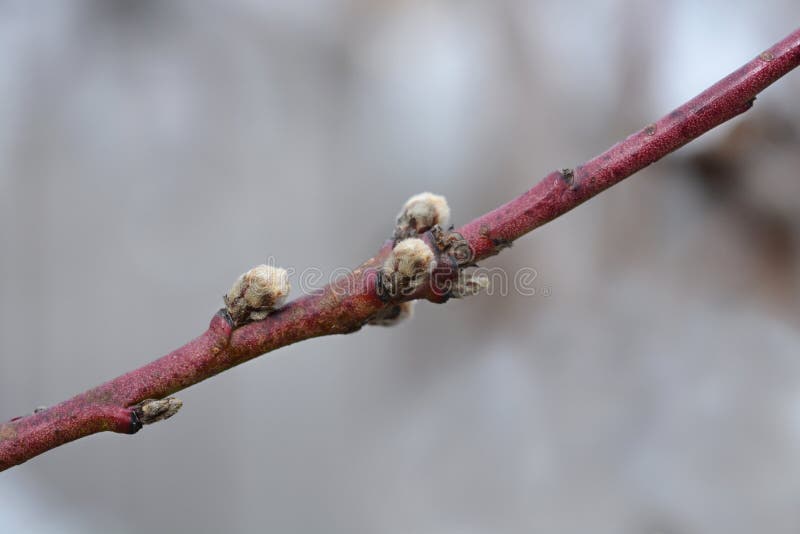 Springcrest Stock Photos - Free & Royalty-Free Stock Photos from Dreamstime