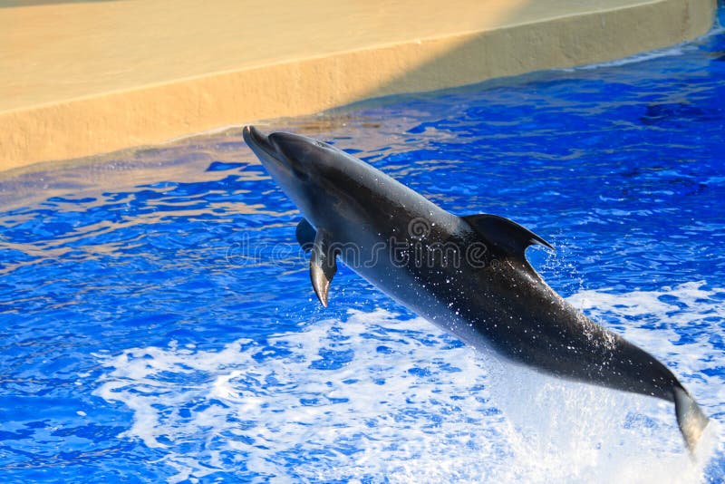 Springen des Delphins stockbild. Bild von wasser, säugetier - 15384947