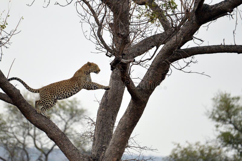 Der Leopard Springend Auf Den Baum Stockfoto - Bild von safari ...
