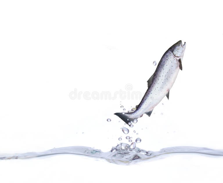 Aus dem Wasser springen stockbild. Bild von forelle, trophäe - 7843165