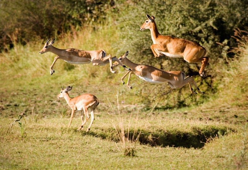 2 Springende Und Kämpfende Hasen Stockfoto - Bild von feld, häschen ...