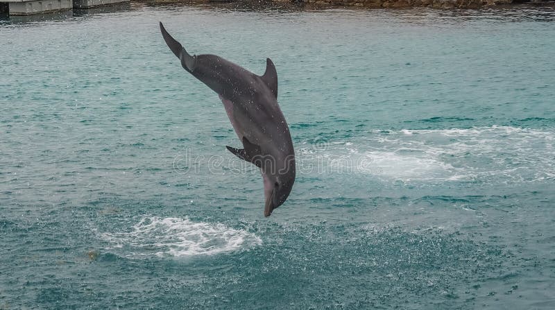Der Delphin Springend in Den Ozean Stockbild - Bild von wasser, insel ...