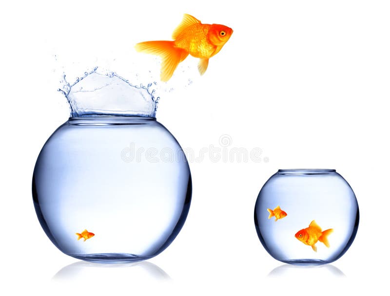 Springende Fische stockfoto. Bild von getrennt, fische - 16683130