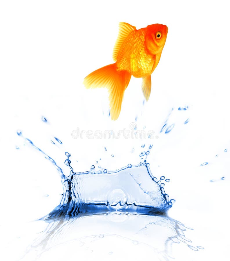 Springende Fische stockfoto. Bild von getrennt, fische - 16683130