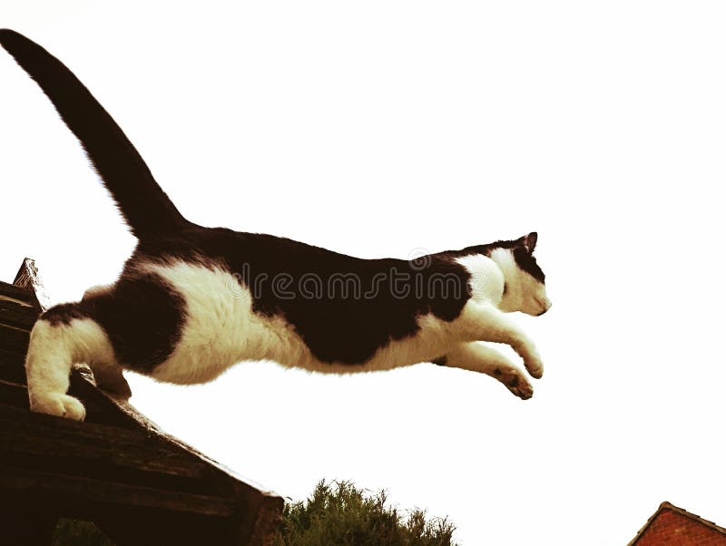 Springende Katze Fotos - Kostenlose und Royalty-Free Stock-Fotos von ...