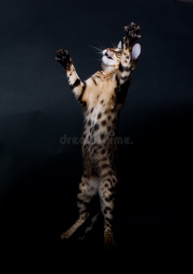 Springende Katze Fotos - Kostenlose und Royalty-Free Stock-Fotos von ...