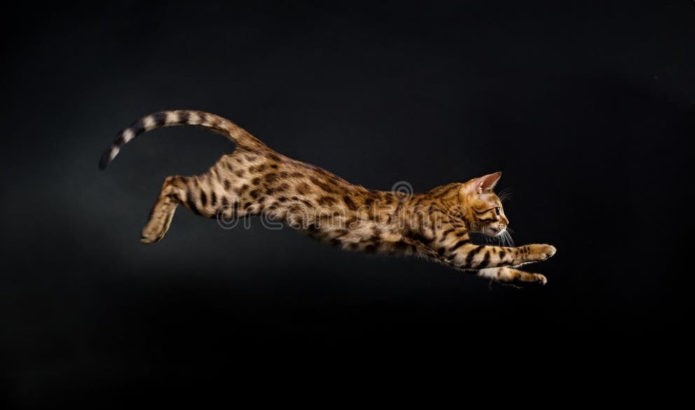 Springende Katze stockfoto. Bild von mantel, inländisch - 18763388