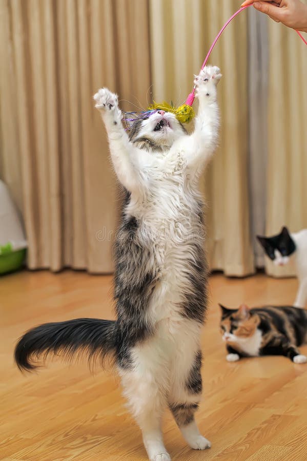 Springende Katze stockfoto. Bild von pelz, flugwesen - 40250418